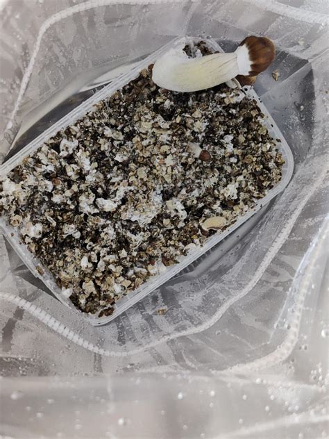 How To Improve Next Flush Rshrooms