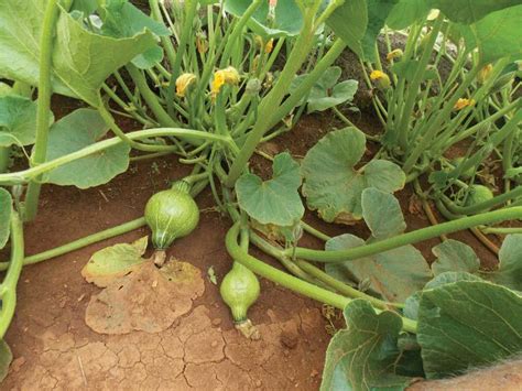 More Aspects To Consider When Spacing Pumpkin Rows