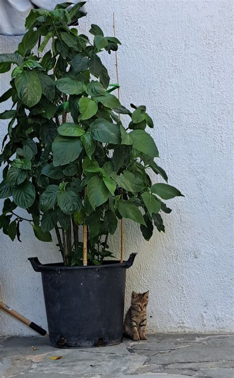 【楽天市場】東リ カーペット 防炎 クラフトジャーニー 江戸間7 5帖 261cm×440cm 7 5畳 自由 に カット ラグ 厚手 床暖房対応 おしゃれ ラグマット 北欧 フリーカット