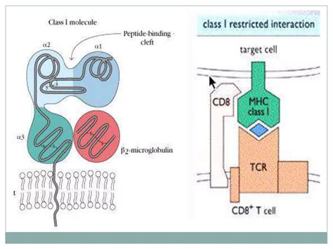Mhc Major Histocompatibility Complex Pptx