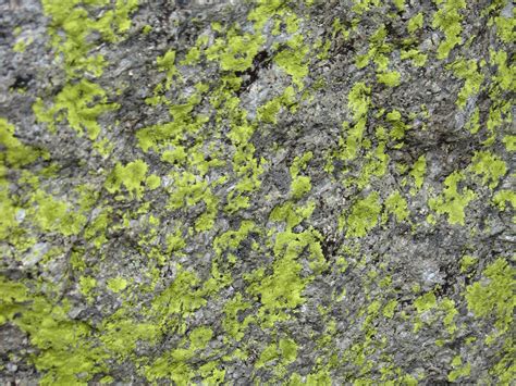 Rock With Moss Texture 2 By Stock It On Deviantart
