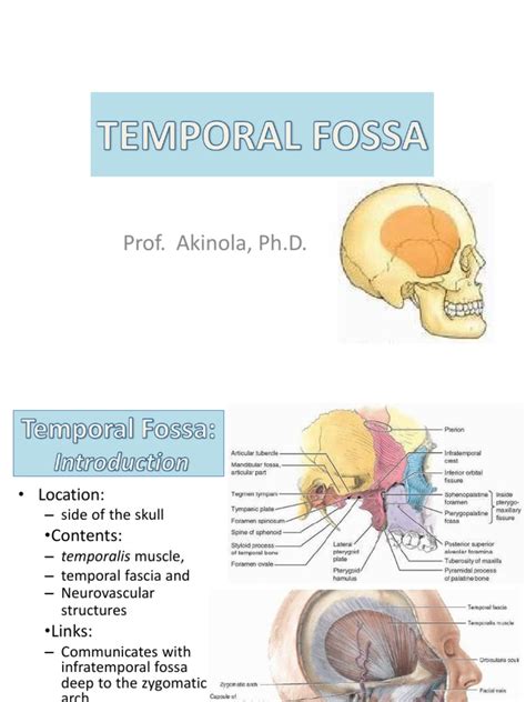 17 Temporal And Infratemporal Fossae 1 Pdf Tongue Musculoskeletal System