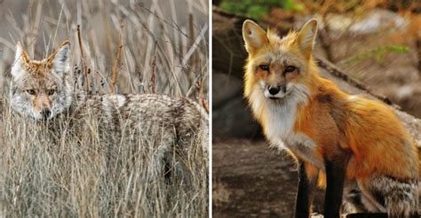 The 6 Main Differences Between Foxes And Coyotes
