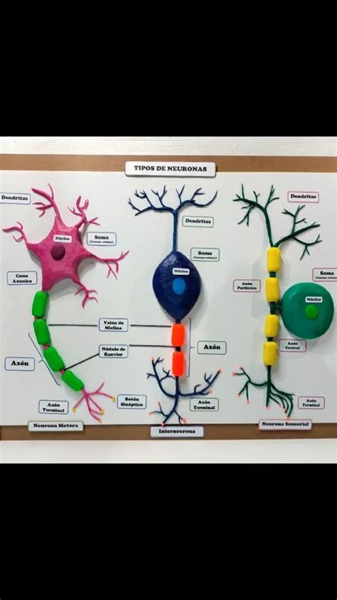 Maqueta Neuronas Neuronas Maquetas De Celulas Como Hacer Maquetas