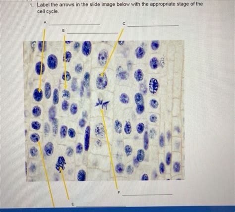 Solved Label The Arrows In The Slide Image Below With The Chegg Com