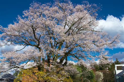 長姫の春 安富桜 GANREF
