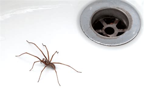 Spider Control Perth Economy Spider Pest Control Perth