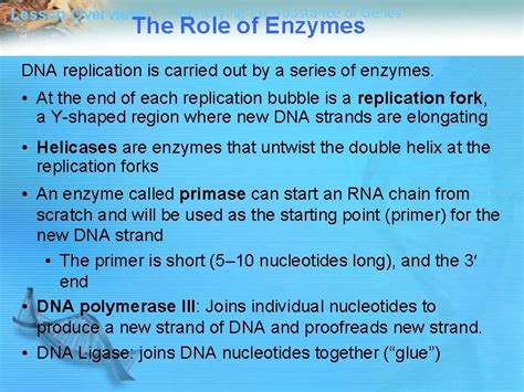 Forensic Dna Analysis Dna Replication Lesson Overview Identifying