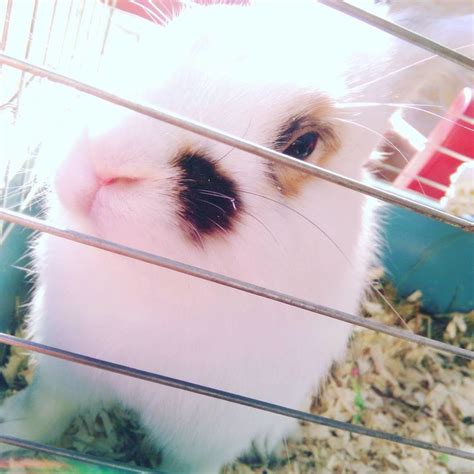 Archi TheDanySims Bg