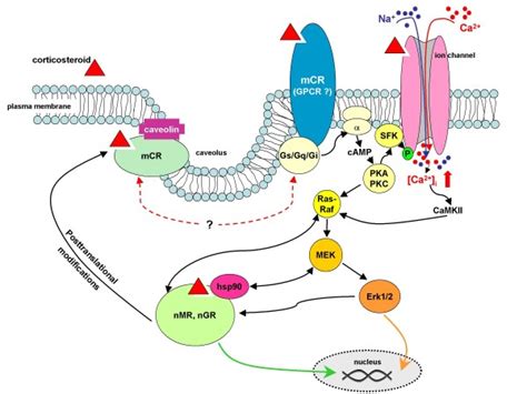 Schematic Representation Of Corticosteroid Triggered Multiple Tentative