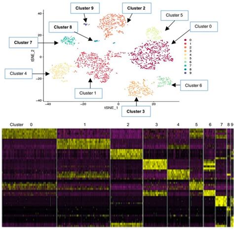 Human Breast Single Cell RNA Sequencing ScRNAseq Clustering Analysis Download Scientific