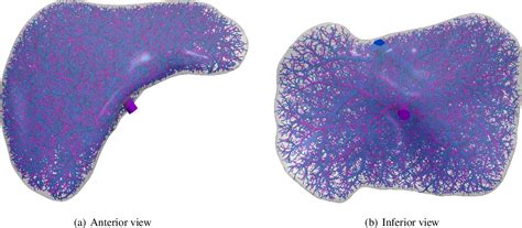Figure 16 From A Multiscale Multiphysics Framework For Modeling Organ