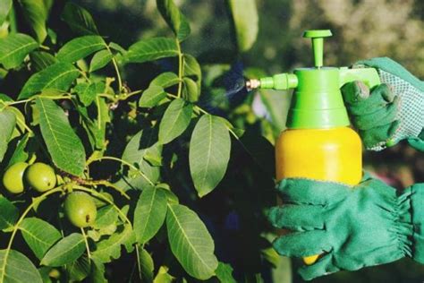 How To Identify And Stop Tomato Pests In Their Tracks