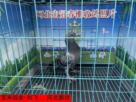 宝来鸽舍 刘飞 zimgs