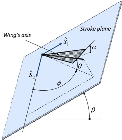 Flapping Wing Kinematics Description Download Scientific Diagram