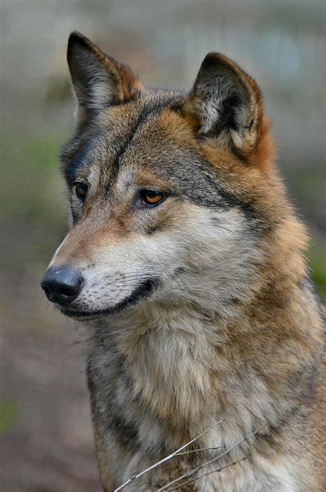 Wolf Head Photos, Download The BEST Free Wolf Head Stock Photos & HD Images