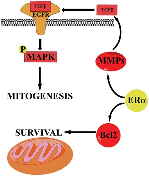 Is There A Role For Sex Hormone Receptors In Head And Neck Cancer Links With HPV Infection And