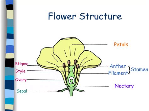 6 Sex Cells And Fertilisation Ppt Free Download
