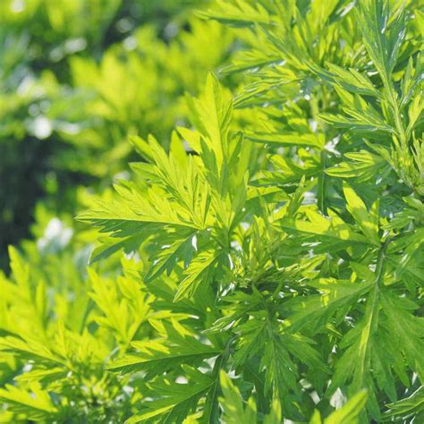 Mugwort Seeds Artemisia Vulgaris Herb Seeds