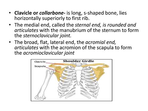Skeletal System And Division Of Axial And Appendicular PPTX