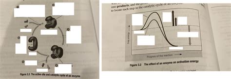 AP Bio Unit Diagram Quizlet