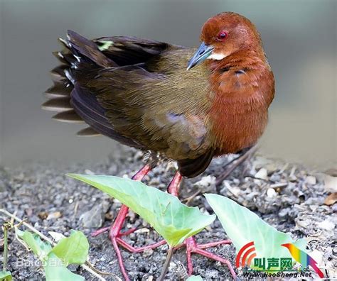 澳洲小嘴鸻 编号XC326739的声音 叫声下载 叫声网