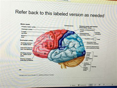 Anatomy And Physiology Primary Motor Cortex Premotor Cortex Motor Cortex