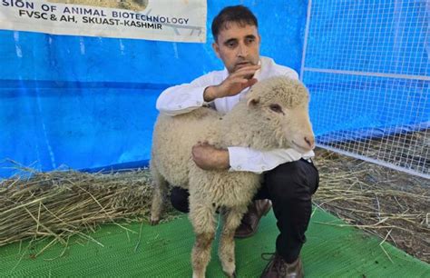 Indias First Gene Edited Sheep Is Here India News