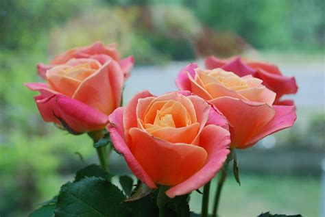 1000 Imágenes De Flores Hermosas Gratis Pixabay