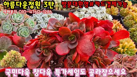 아름다운정원 3탄 국민다육 창다육 착한가격에 찜하세요5만원이상 선물증정♡홍등♡연지곤지♡제스타♡사과꽃 ♡파피스로즈철화 ♡녹수정♡테슬라♡애벗♡라우치스♡골드아이♡페리도트