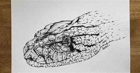 Python Drawing Ink On Cold Press Paper Album On Imgur