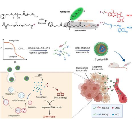 纳米人 Biomaterials：比例整合自噬抑制剂和基因毒性药物的纳米前药用于治疗三阴性乳腺癌