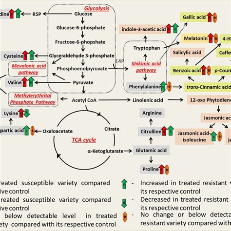 A Principal Component Analysis Pca Scores Plot Of Metabolome Of