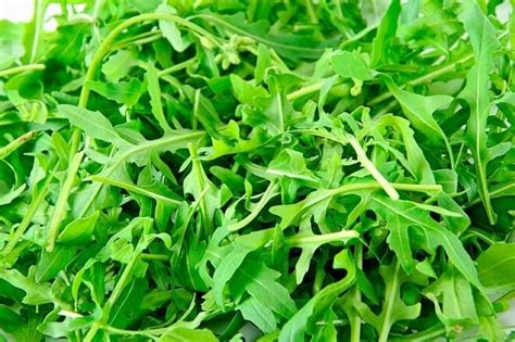 Rikula Zdravlje Uzgoj I Recepti Kreni Zdravo