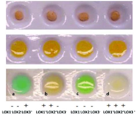 Colorimetric Assay Of Soybean Seed Lipoxygenase Enzymes For Soybean In Download Scientific
