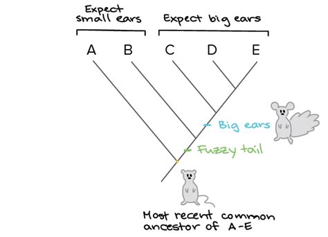 Top Notch Tips About How To Draw Phylogenetic Tree Reasonmember