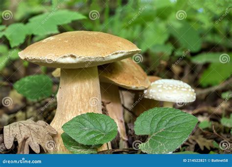 Forest Fungi Are Saprophytes That Live On The Trunks And Stumps Of Dead Trees Participating In