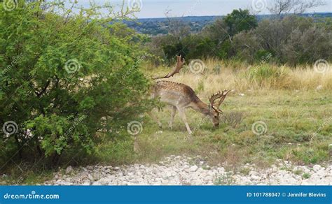 Spotted Fallow Deer Stock Image Image Of Stag Animal 101788047