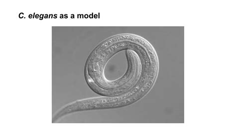 A Transposon Insertion Site Identifies Two Potential Genes That