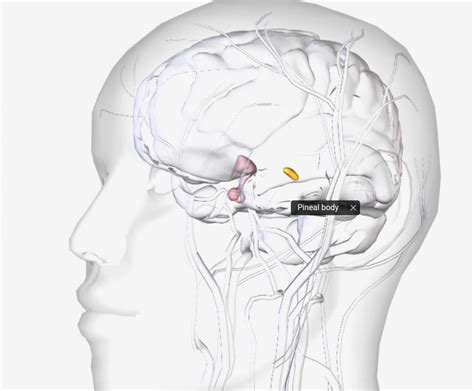 Pineal Gland Nursing Lecture