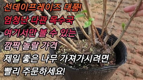 선데이프레이즈 대품 주문순대로 젤 좋은거 드려요 Youtube