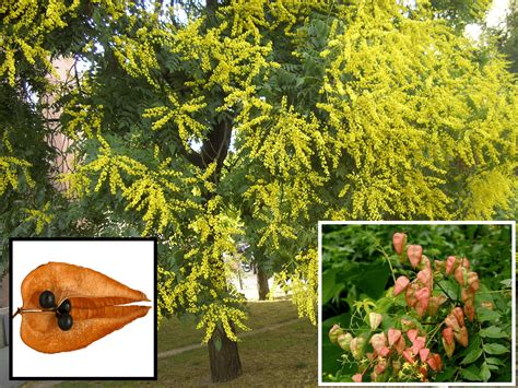 13 Trees With Seed Pods Found In North America Mygardenchannel