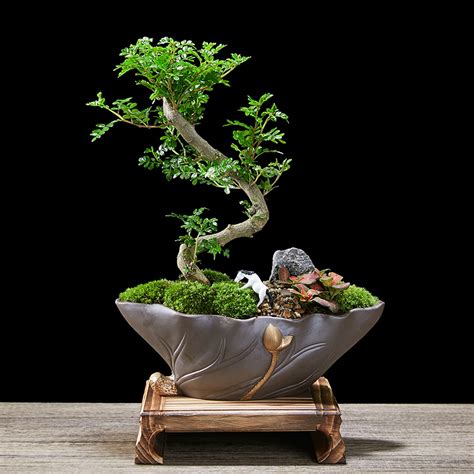 清香胡椒木盆栽室内四季常青好养易活绿植悬崖老桩S造型盆景植物 虎窝淘