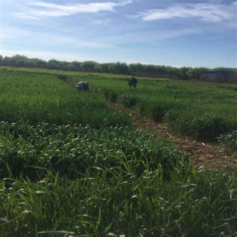 Physiological Biochemical And Hormonal Response Of Wheat Cultivars To Foliar Application Of