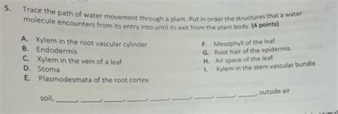 Solved Trace The Path Of Water Movement Through A Plant Put Chegg