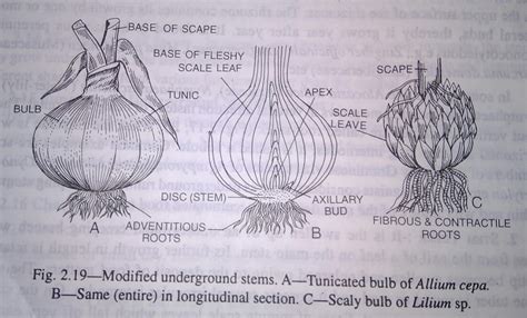 Stem Modification Of Stem Functions Types Of Modified Underground Stems Sub Aerial Modified