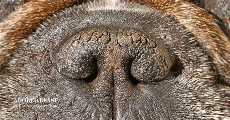Hyperkeratosis In Dogs Symptoms Causes And Management