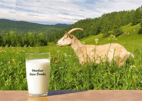 Manfaat Susu Domba Untuk Kesehatan Bams
