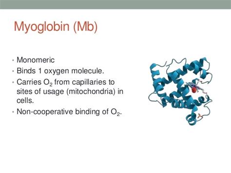 Oxygen Binding By Myoglobin And Hemoglobin