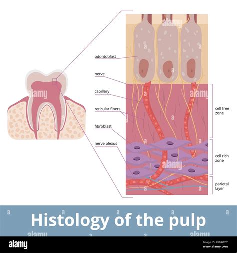 Reticular Fiber Histology
